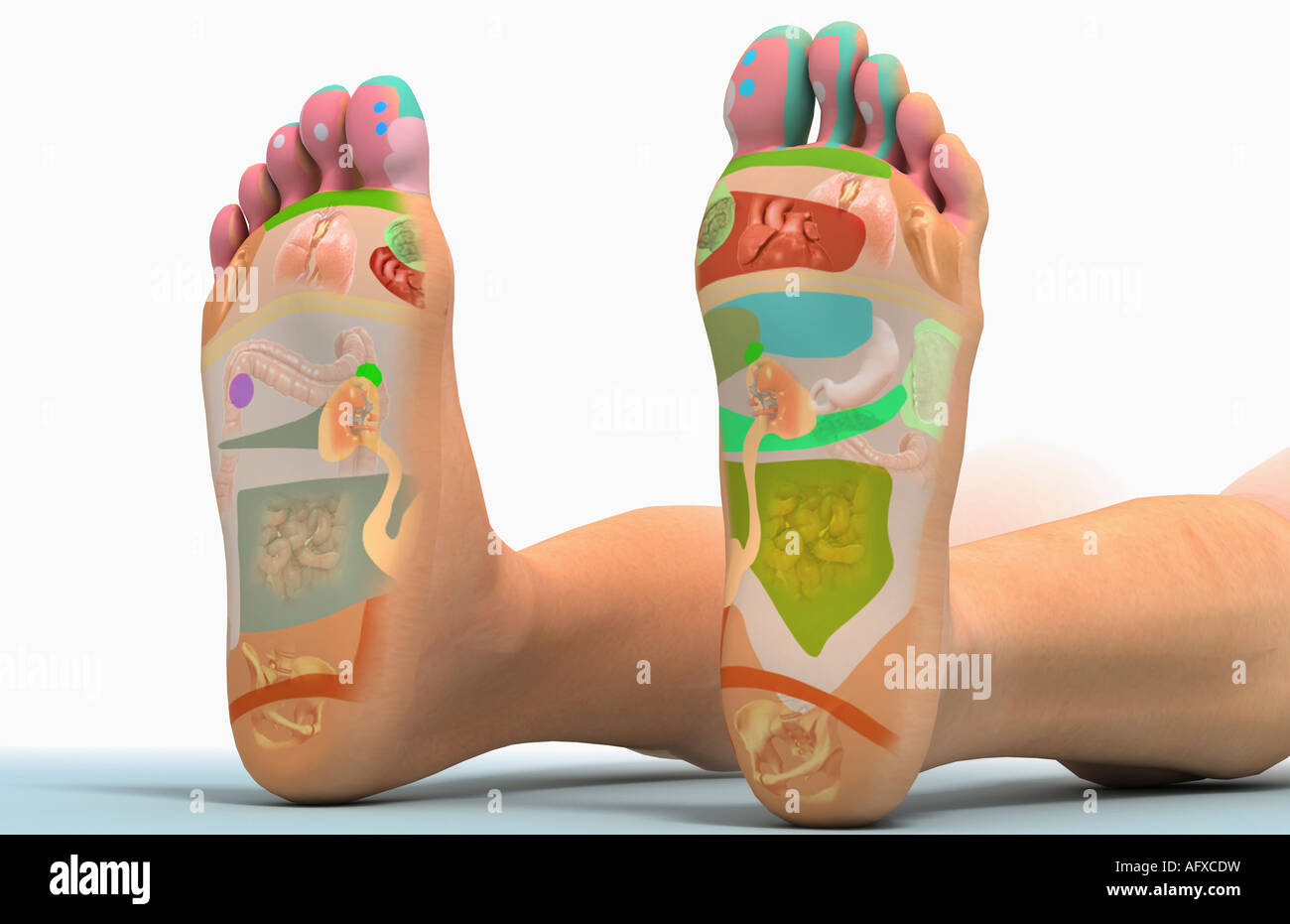 Reflexology foot map Stock Photo - Alamy