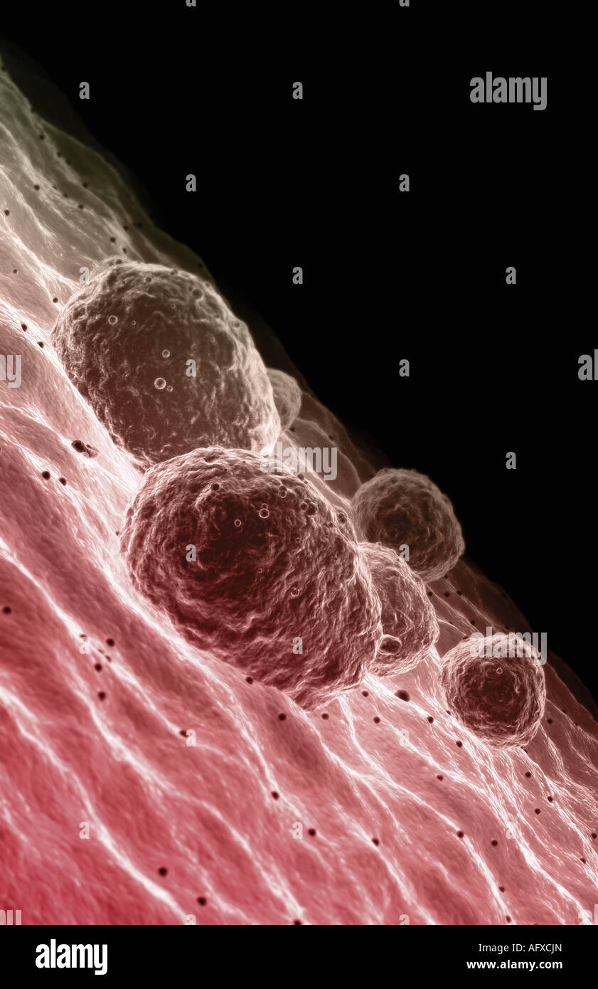 Megakaryocyte hi-res stock photography and images - Alamy