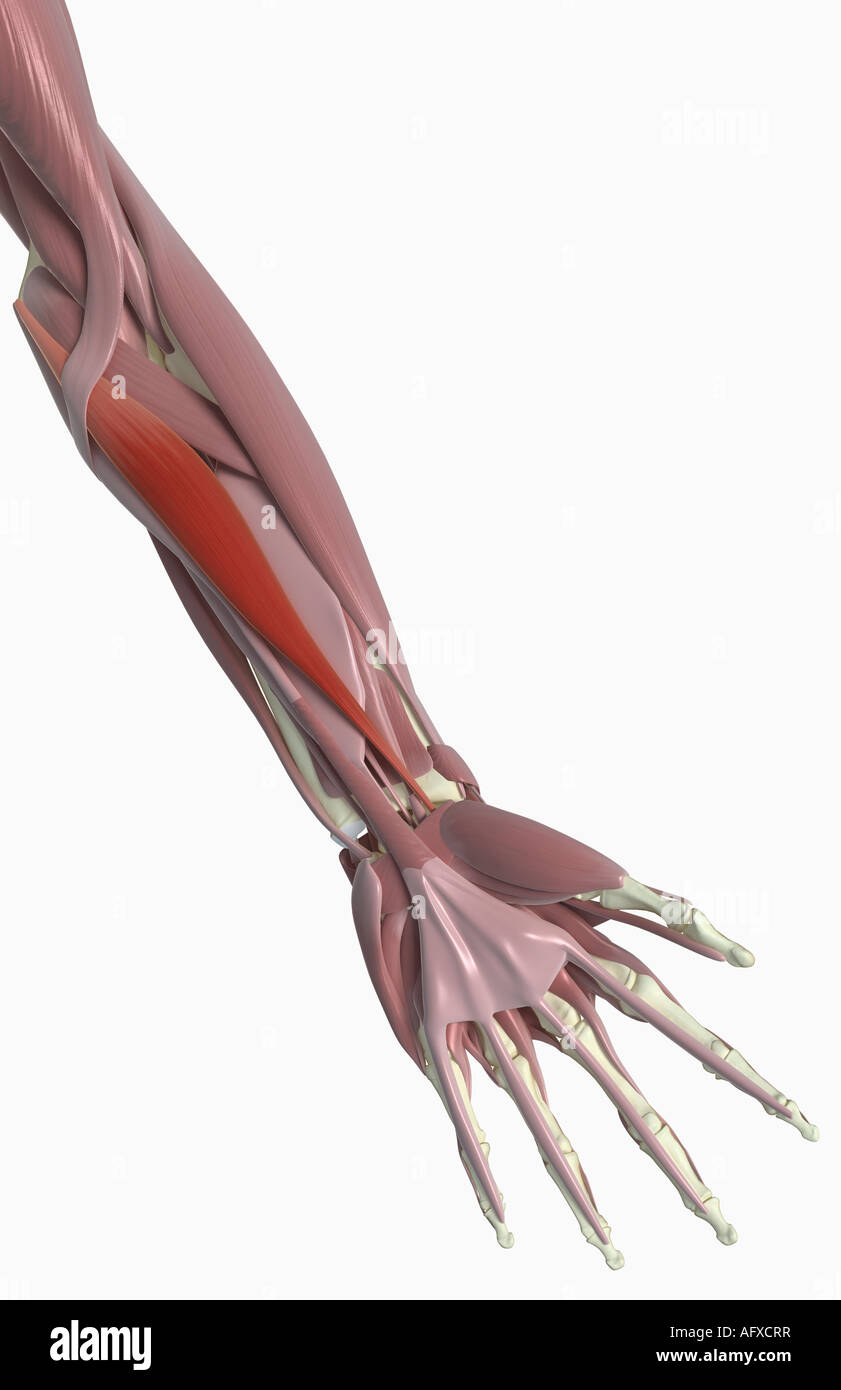 Flexor carpi radialis hi-res stock photography and images - Alamy