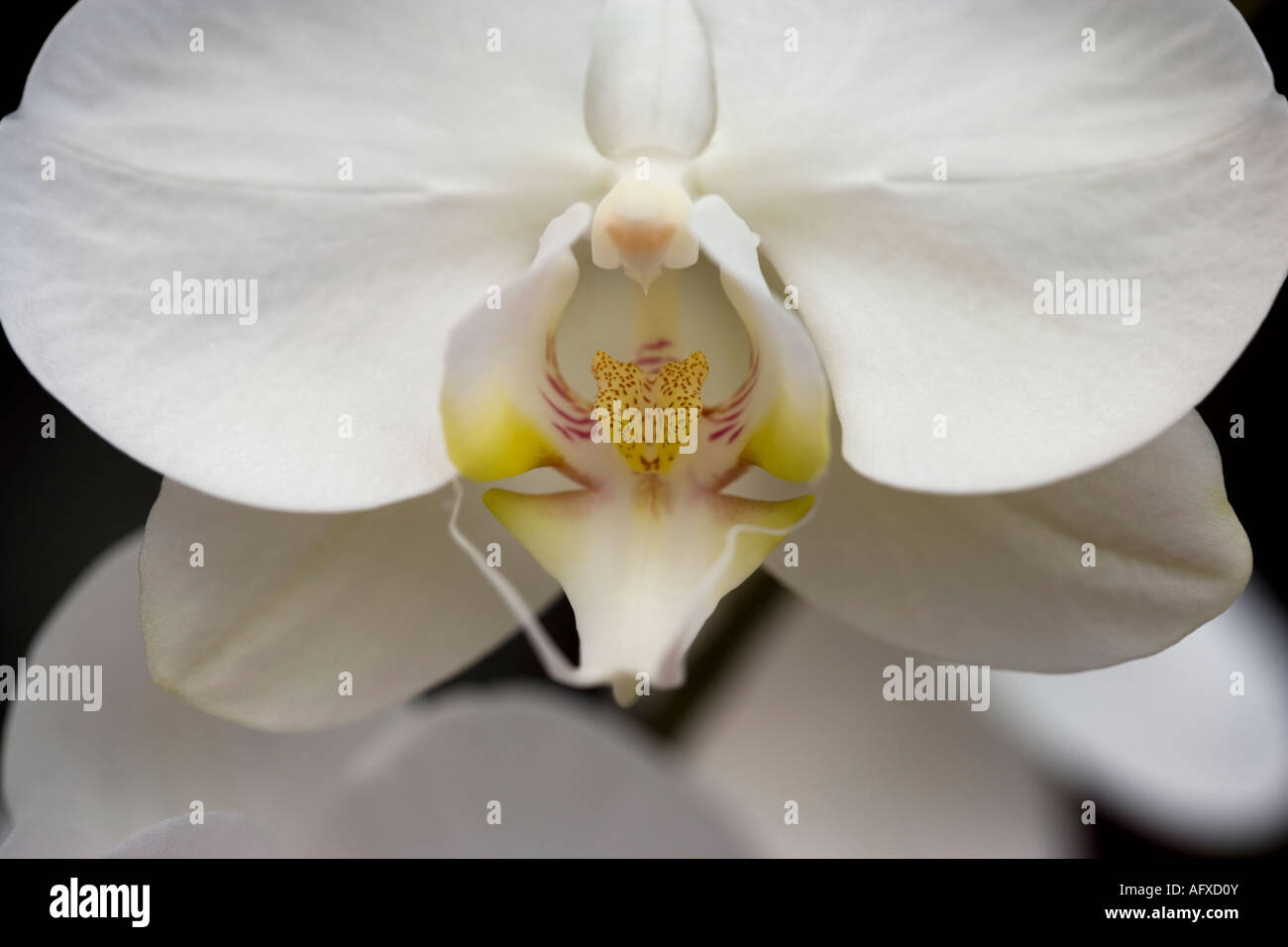 White Orchid flower in detail Stock Photo - Alamy