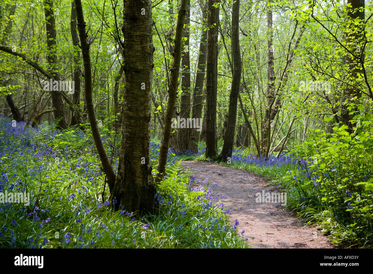 Bluebell woods shot in Spring in England Stock Photo - Alamy