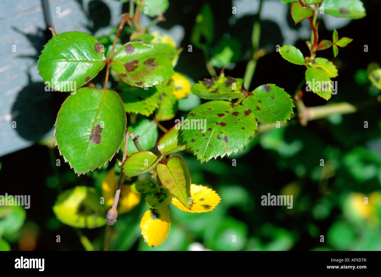 Rose black spot disease hi-res stock photography and images - Alamy