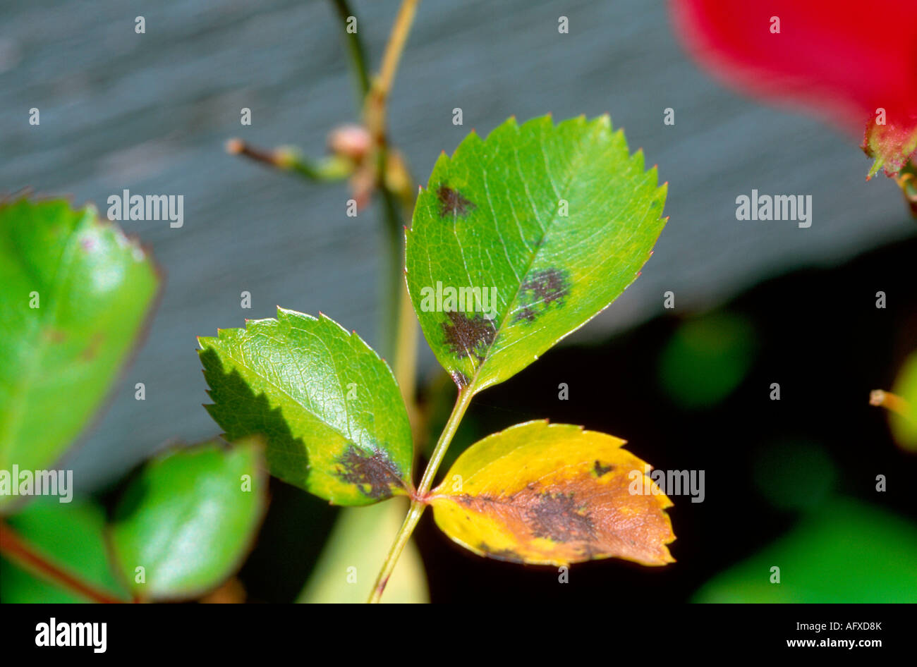 Black spot disease Stock Photo - Alamy