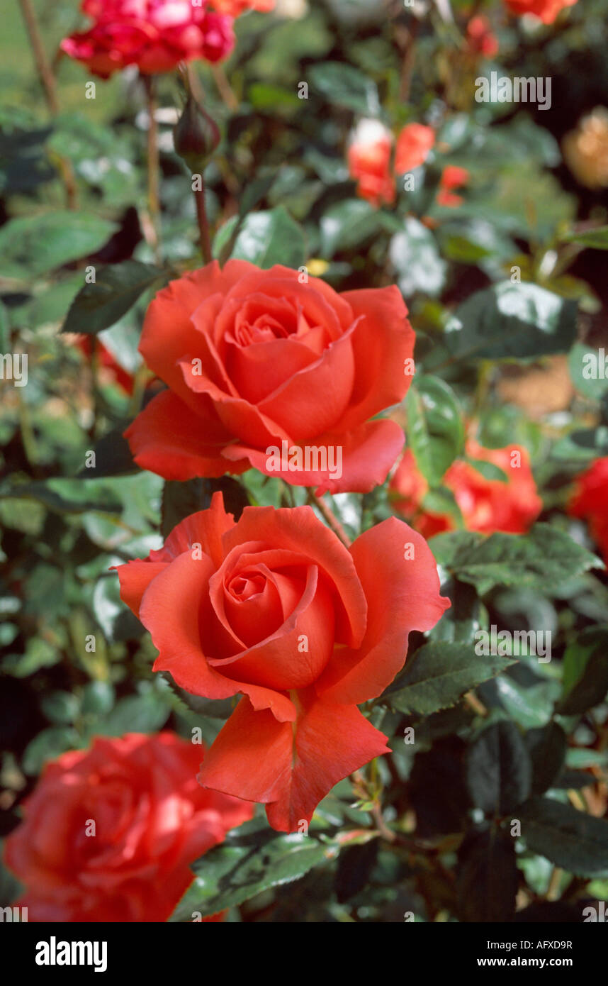 Rose alexander hi-res stock photography and images - Alamy