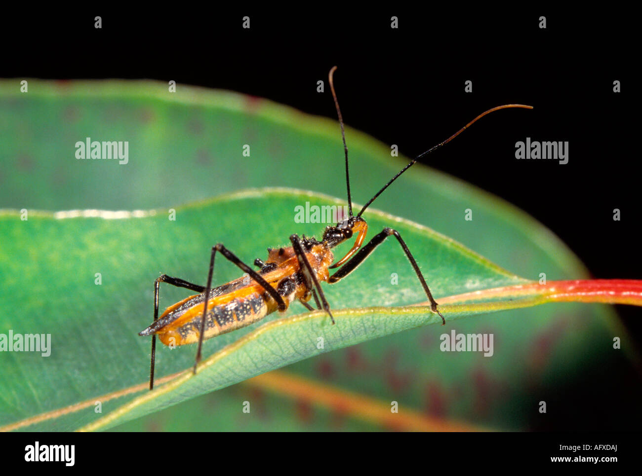 Assassin bug australia hi-res stock photography and images - Alamy