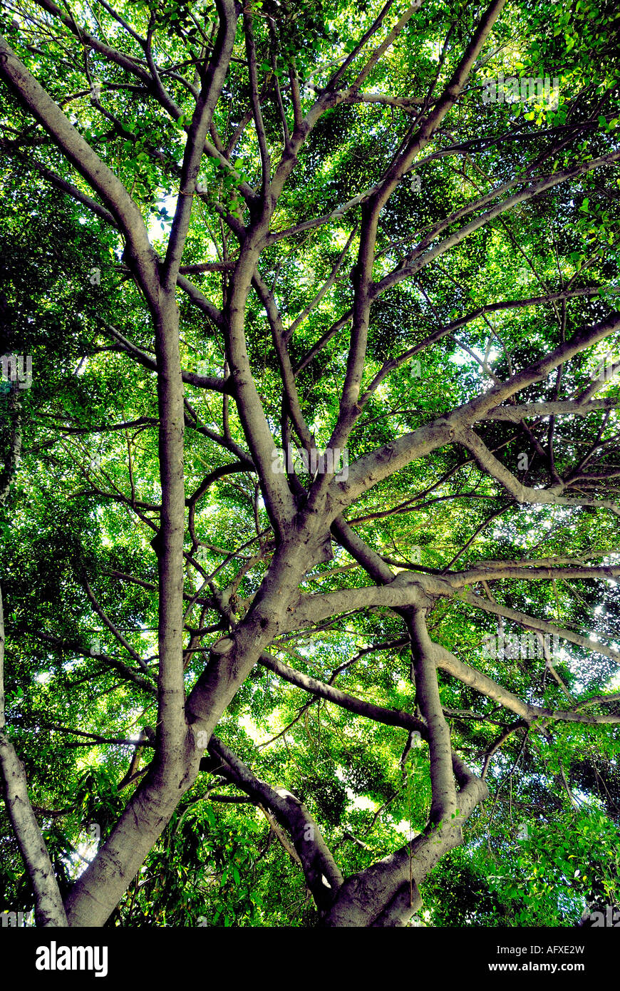 Crown canopy hi-res stock photography and images - Alamy