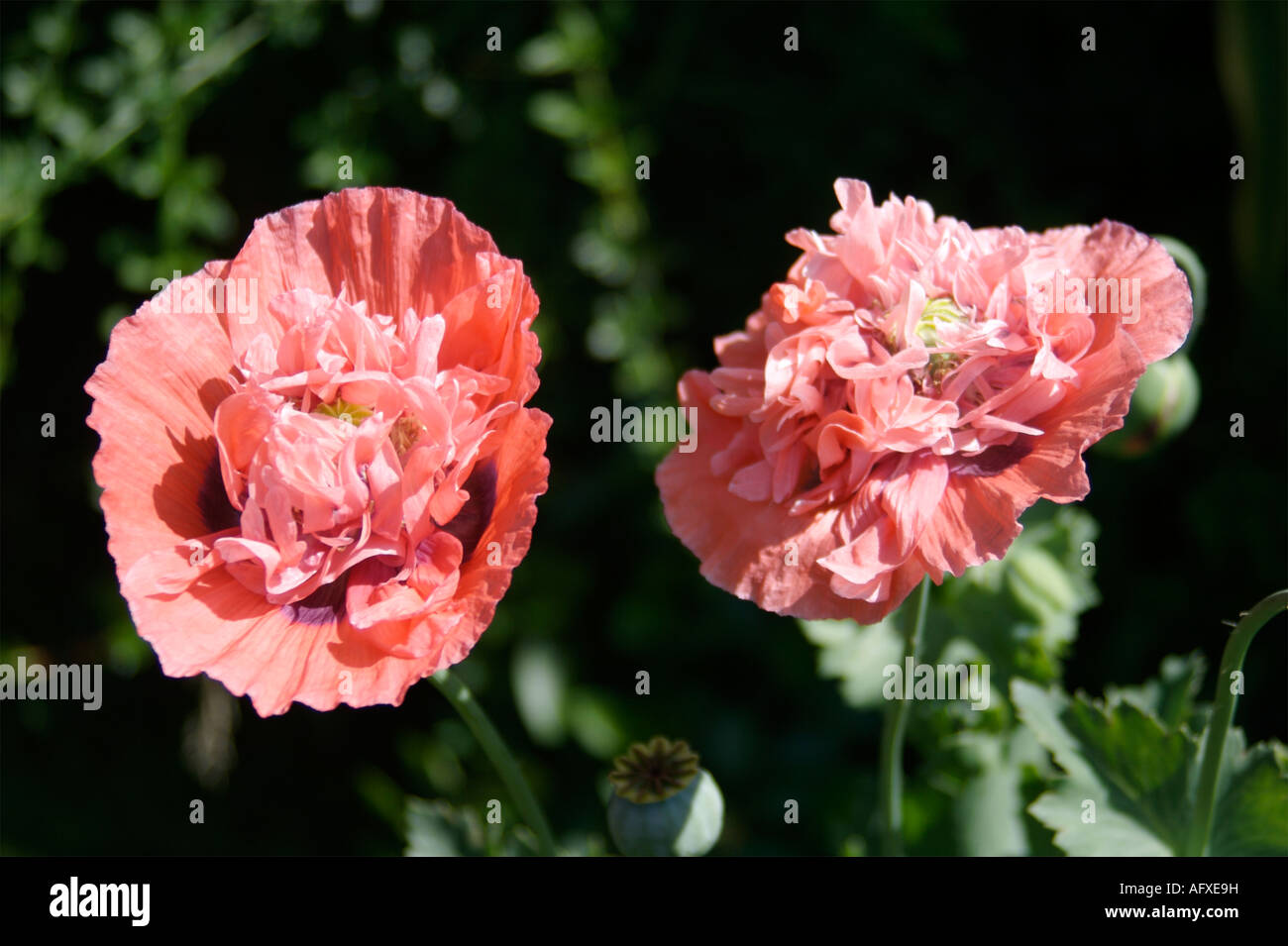 Pink Papaver Poppy Flowers on a Green - black background Stock Photo ...