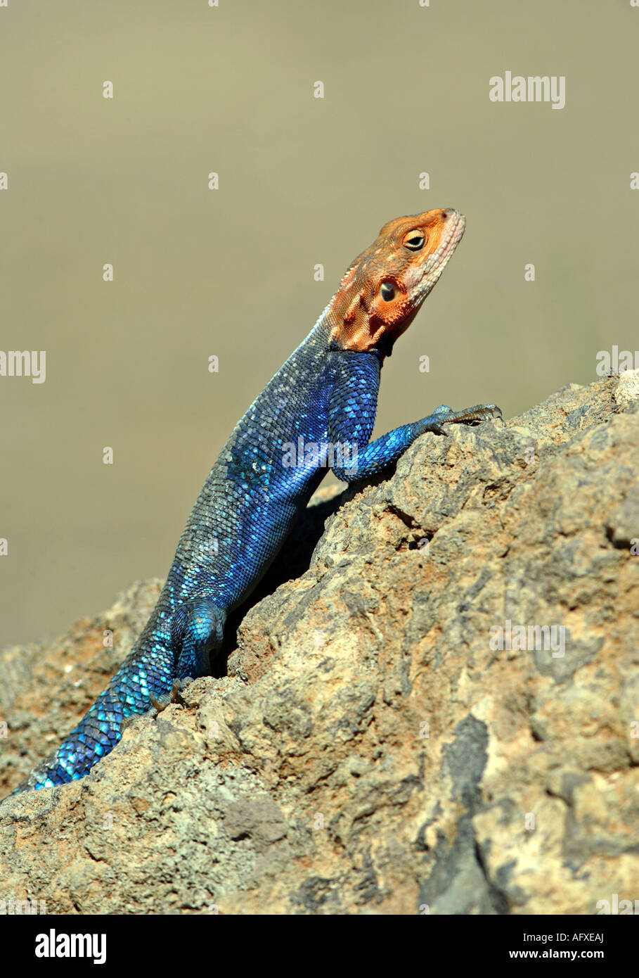 Gecko lizard in kenya hi-res stock photography and images - Alamy