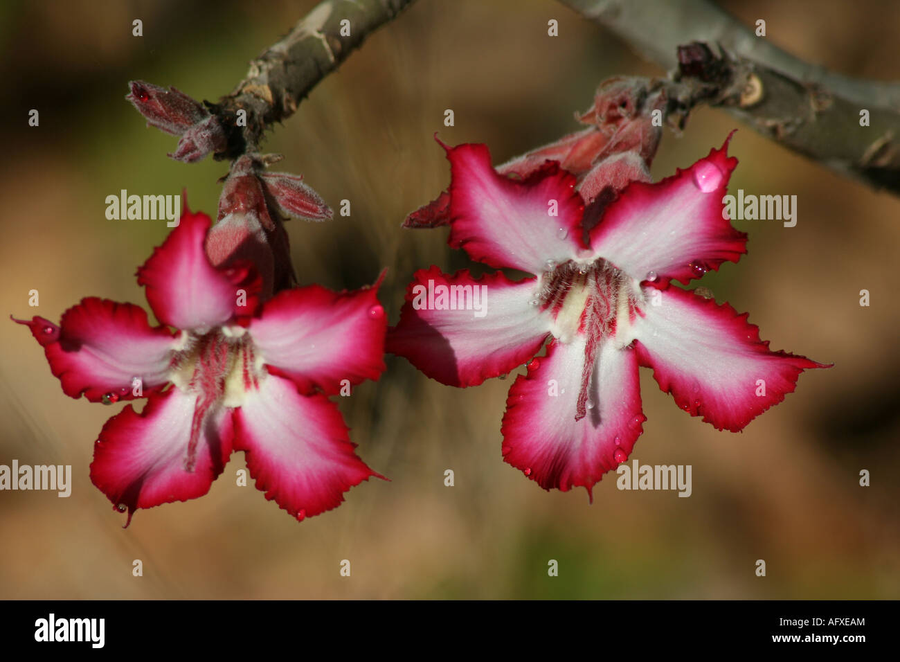 Impala lily hi-res stock photography and images - Alamy