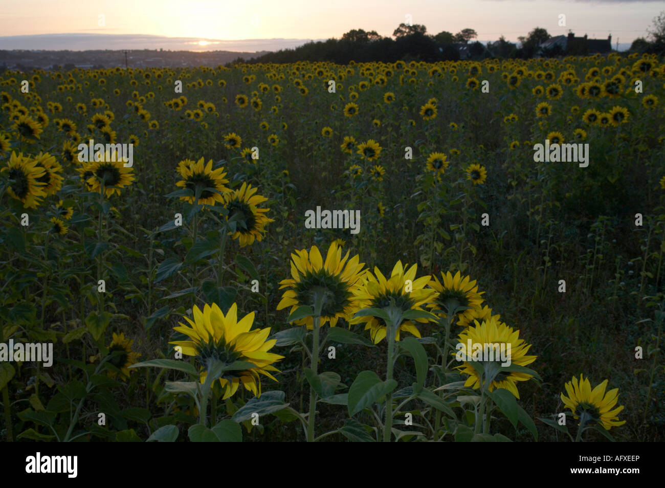 group of sunflowers helianthus annuus turned towards the sun rising in ...