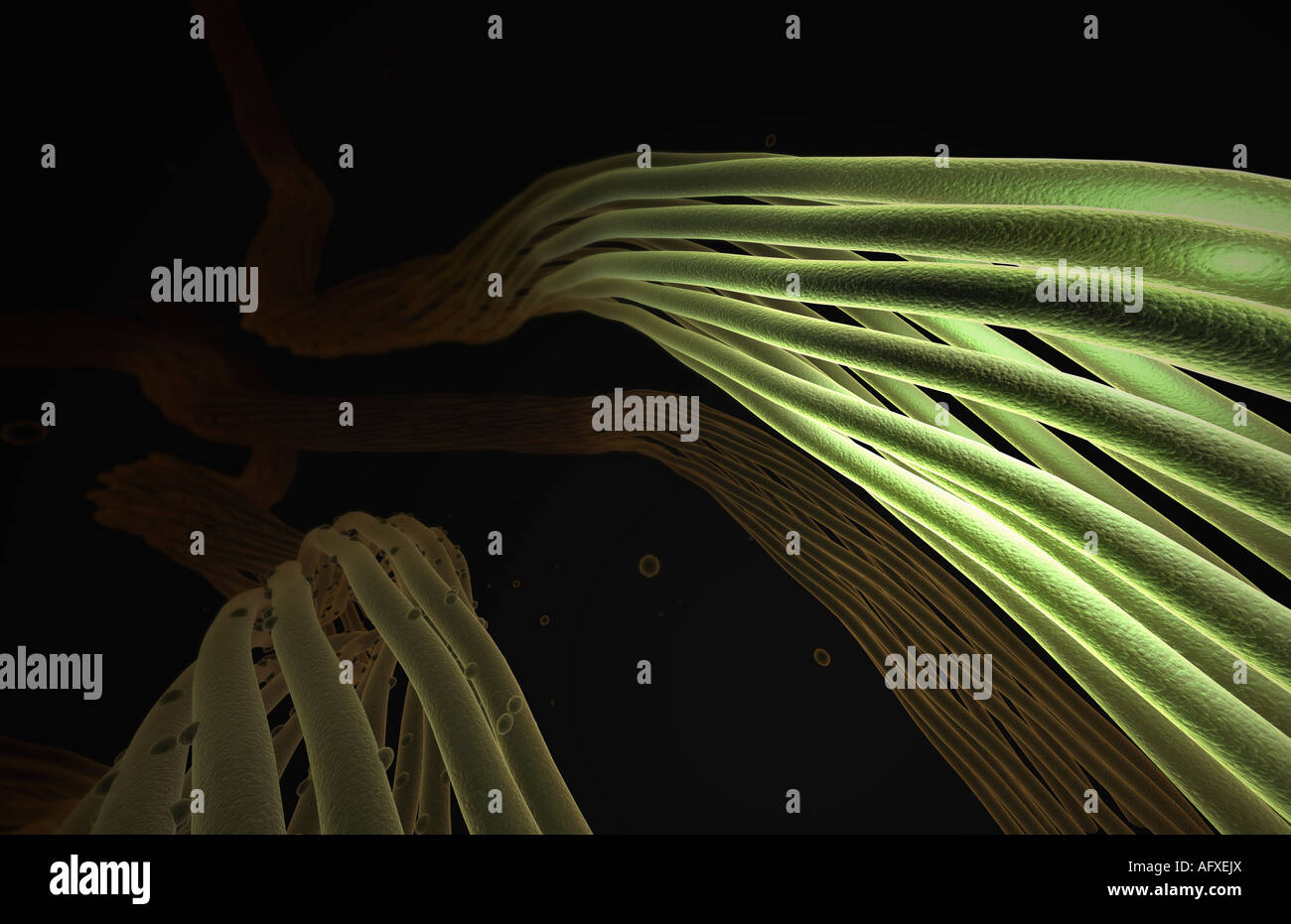 Microscopic fibres hi-res stock photography and images - Alamy