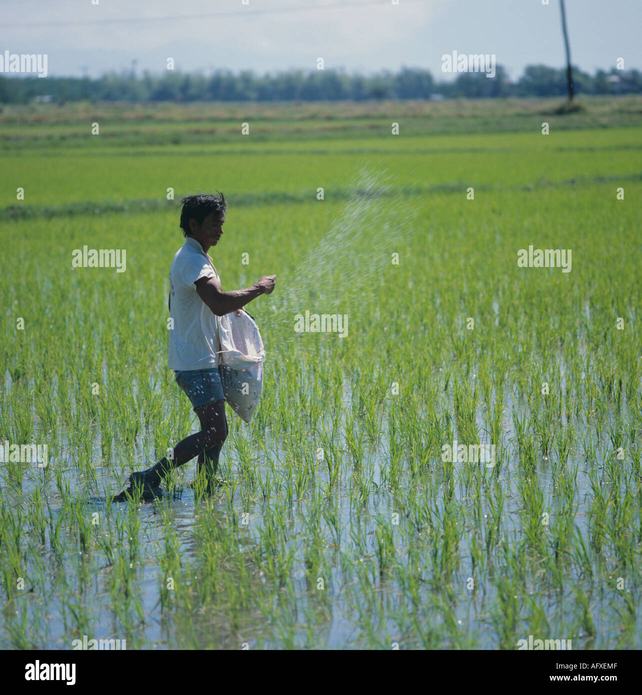 Filipino broadcasting fertilizer onto paddy rice crop Philippines Stock ...