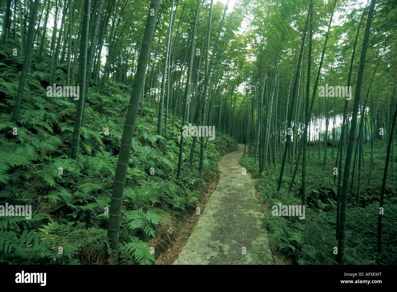 A pathway in the Bamboo Forest of South Sichuan between Changning ...