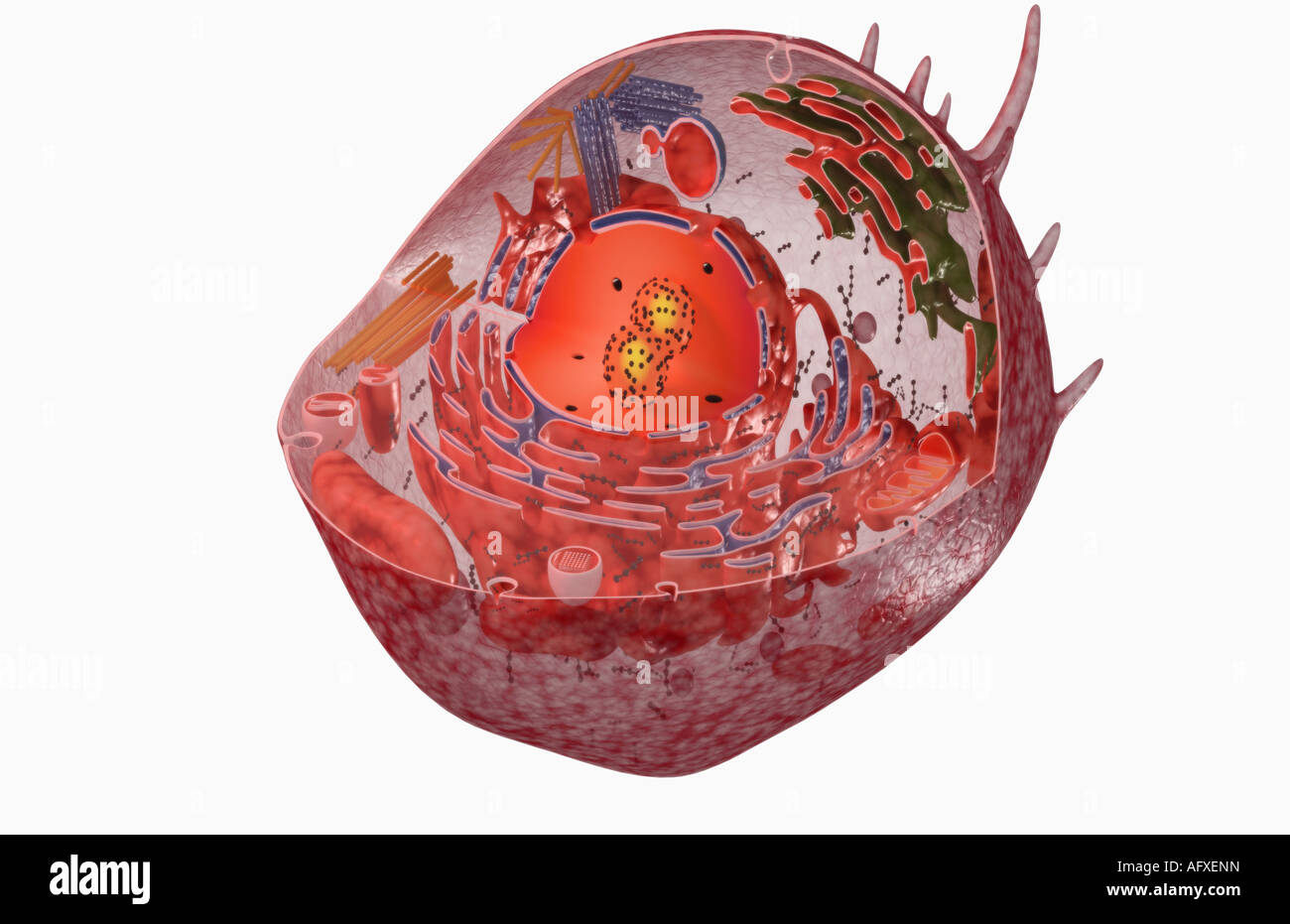 Cell internal structure Stock Photo - Alamy