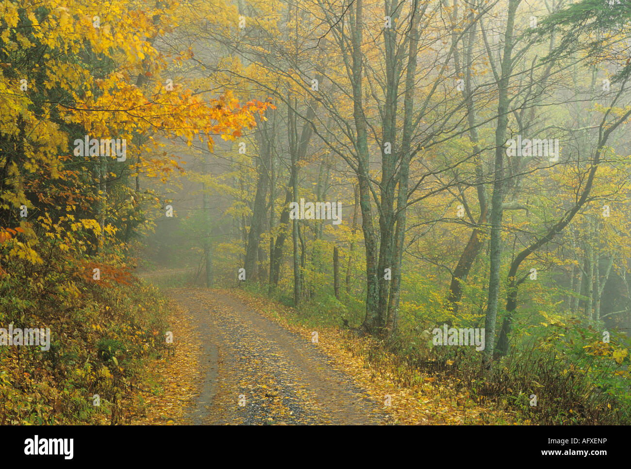 Foggy Road in Autumn, USA, by Bill Lea/Dembinsky Photo Assoc Stock ...