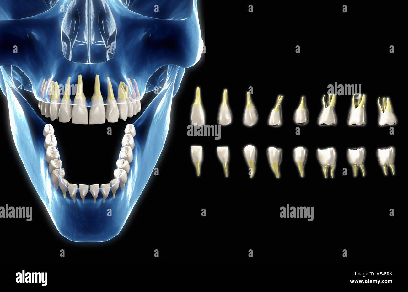 Incisors teeth human hi-res stock photography and images - Alamy