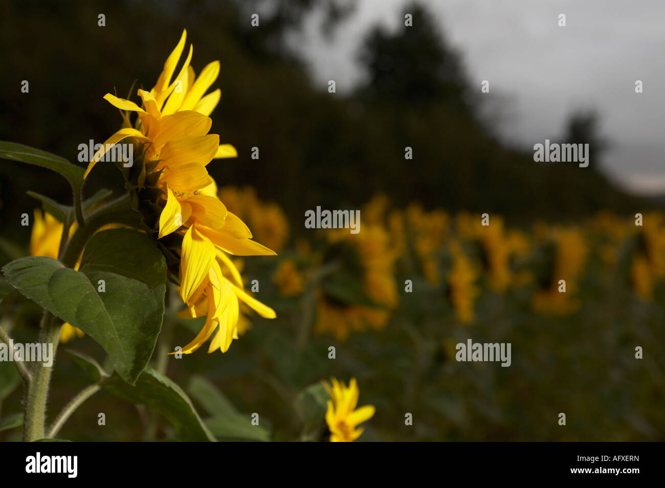 large head of sunflower helianthus annuus pointing towards early ...