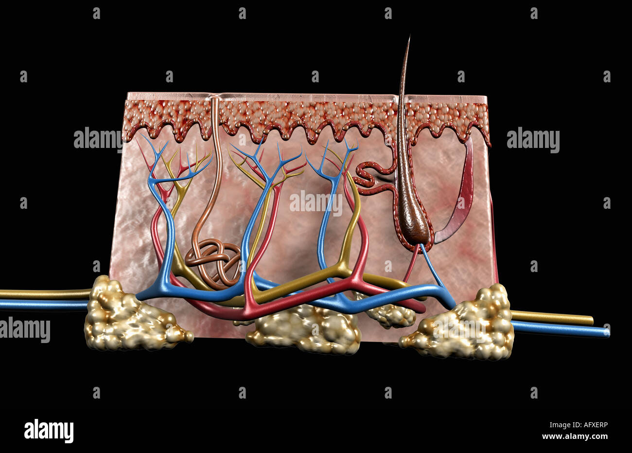 Integumentary System Sweat Glands