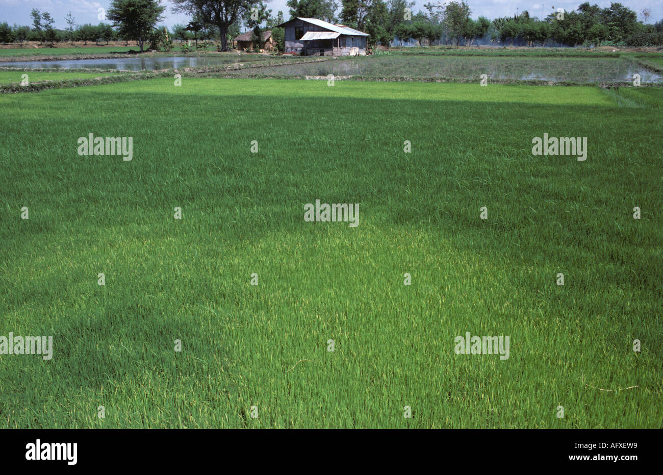 Uneven fertilizer application leading to areas of nitrogen deficiency ...