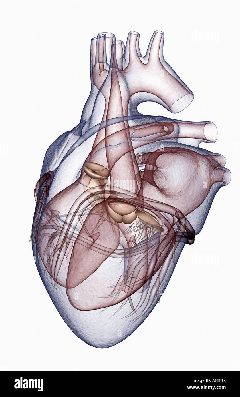 Bicuspid aortic valve hi-res stock photography and images - Alamy