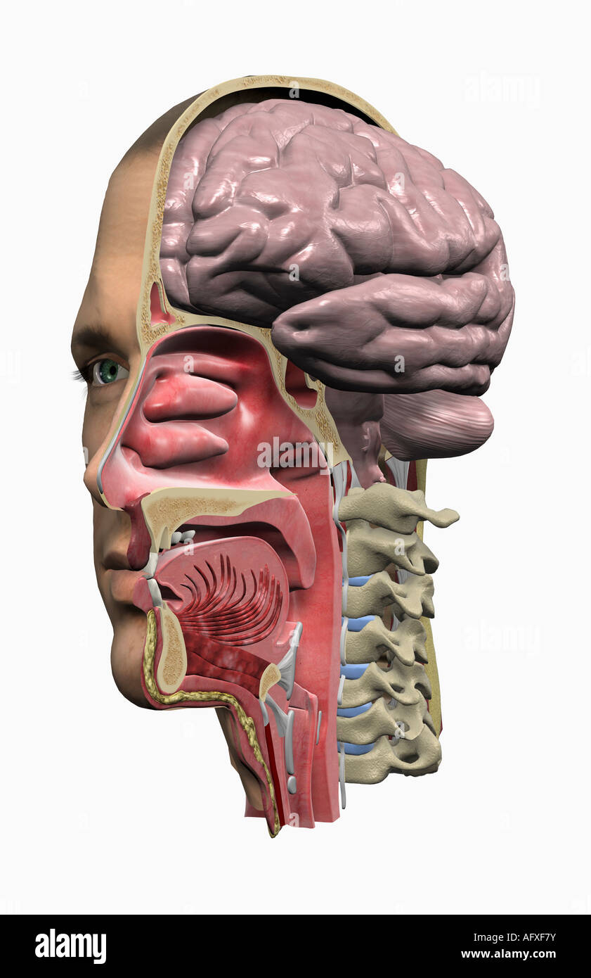 Naso pharynx hi-res stock photography and images - Alamy