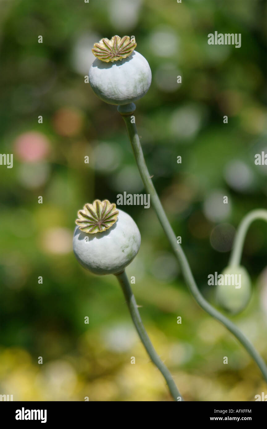 Poppy Heads in the Sunlight Stock Photo - Alamy
