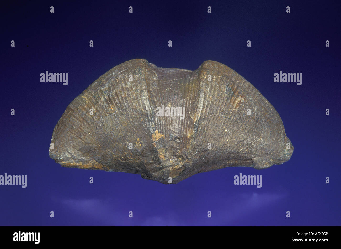 Brachiopod Shell High Resolution Stock Photography and Images - Alamy