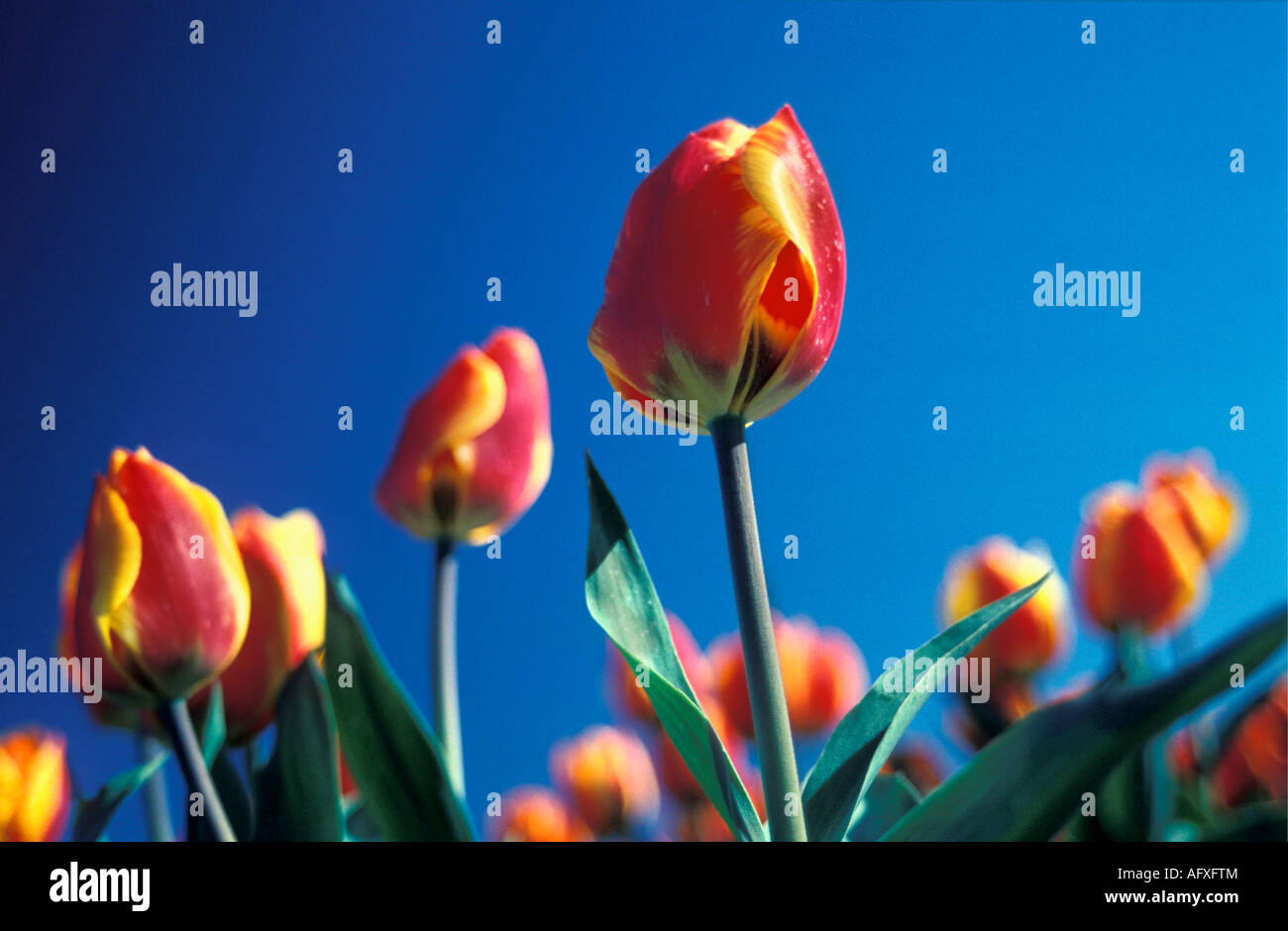 Lisse flowers hi-res stock photography and images - Alamy