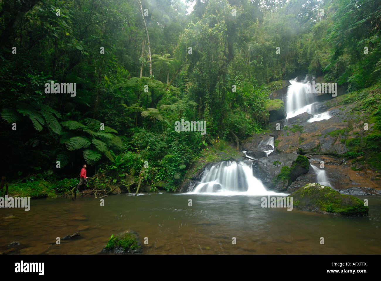A man observes a waterfall in the Atlantic Rainforest Stock Photo - Alamy