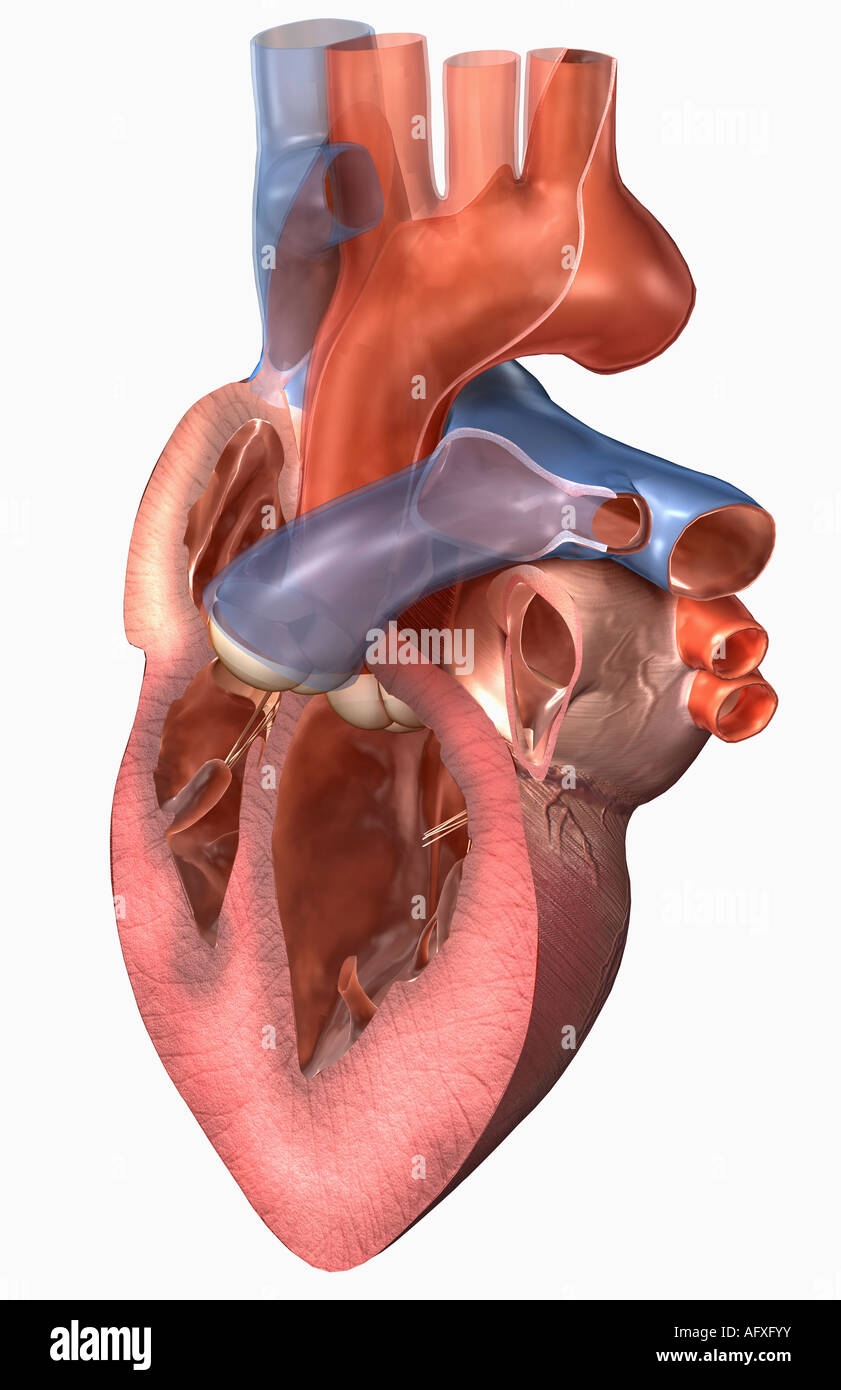 Sectional anatomy of the heart Stock Photo - Alamy