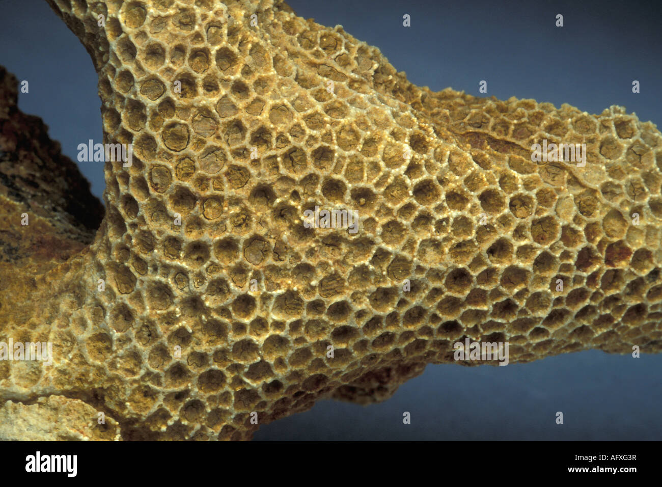 Coral Fossil Favosites cristatus, by Mark A Schneider/Dembinsky Photo ...