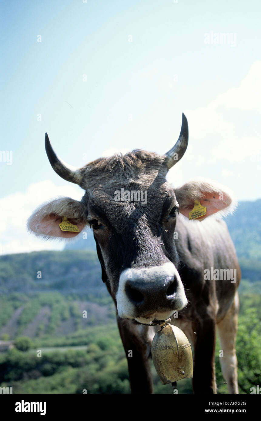 Rind cow mucca rindvieh hi-res stock photography and images - Alamy