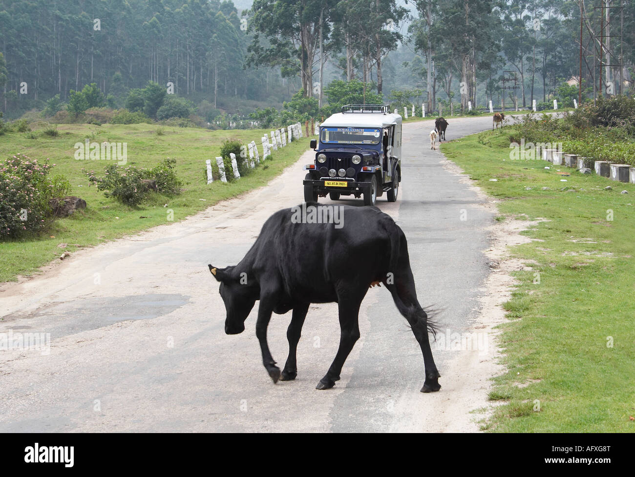 wild cow in kerala india Stock Photo - Alamy