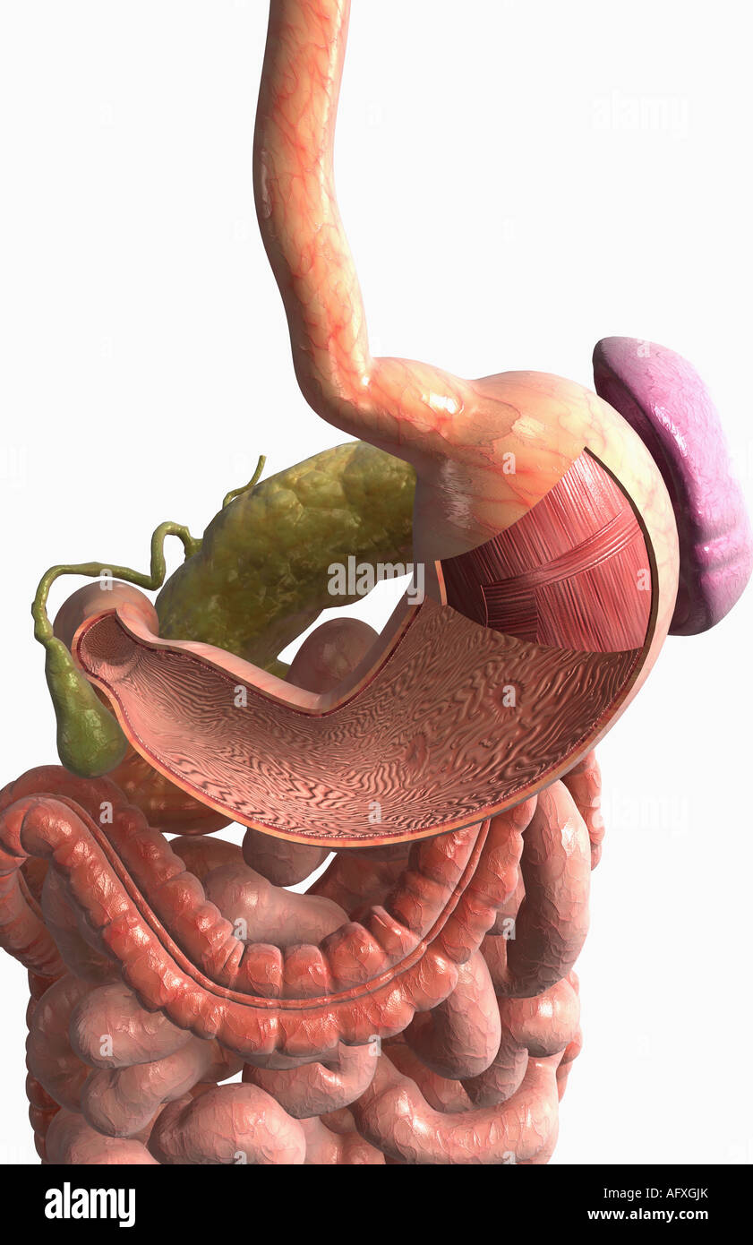 Longitudinal muscle hi-res stock photography and images - Alamy
