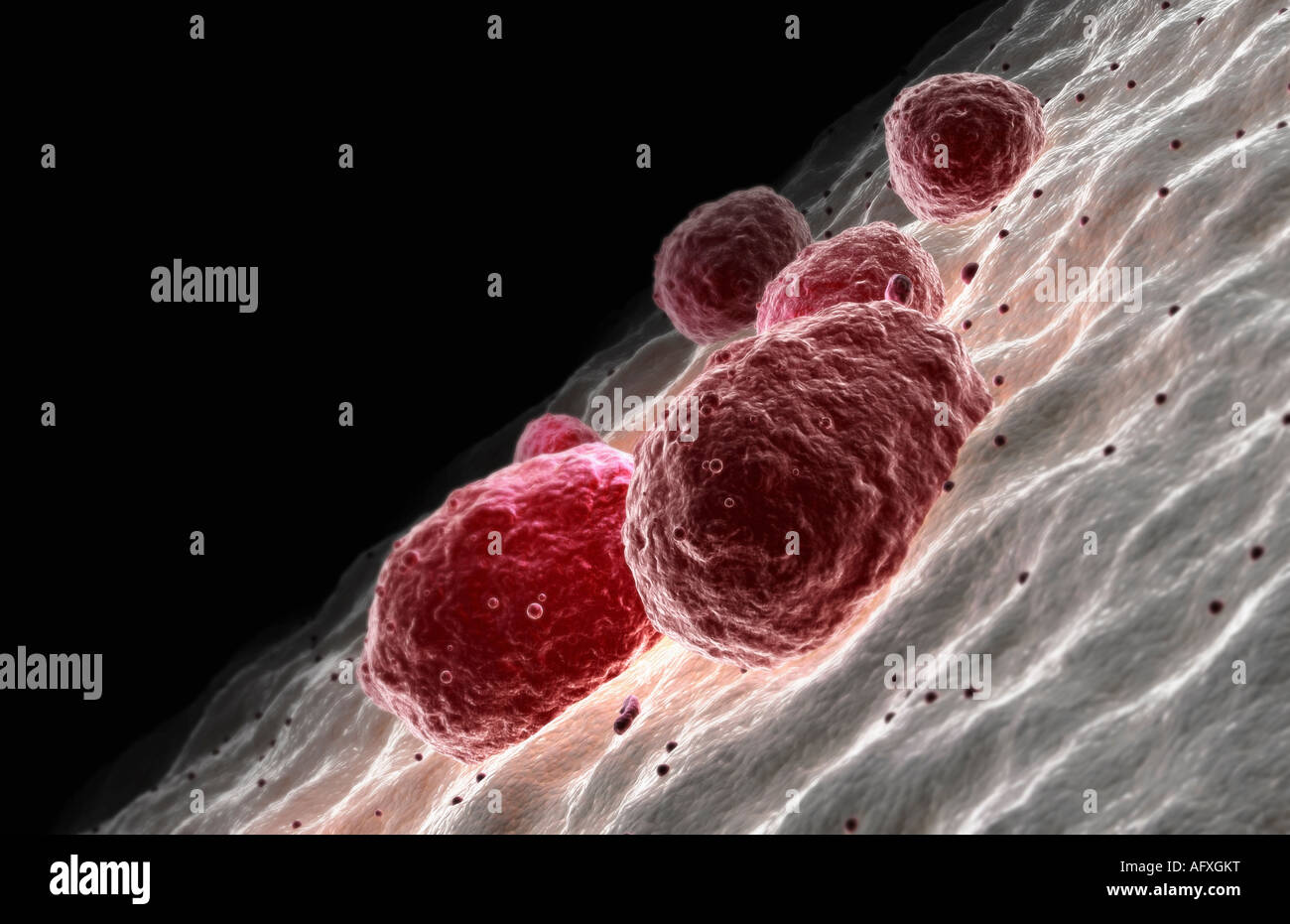 Megakaryocyte hi-res stock photography and images - Alamy