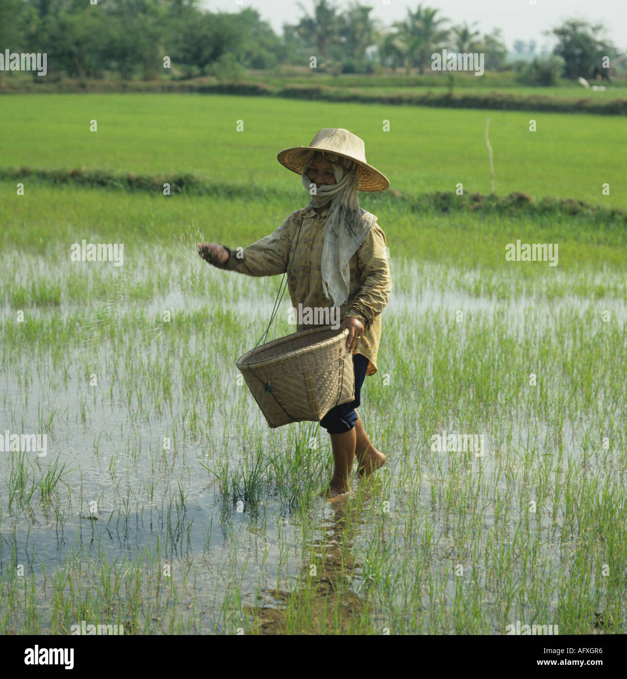Girl broadcasting fertilizer from a basket on to a direct seeded paddy ...