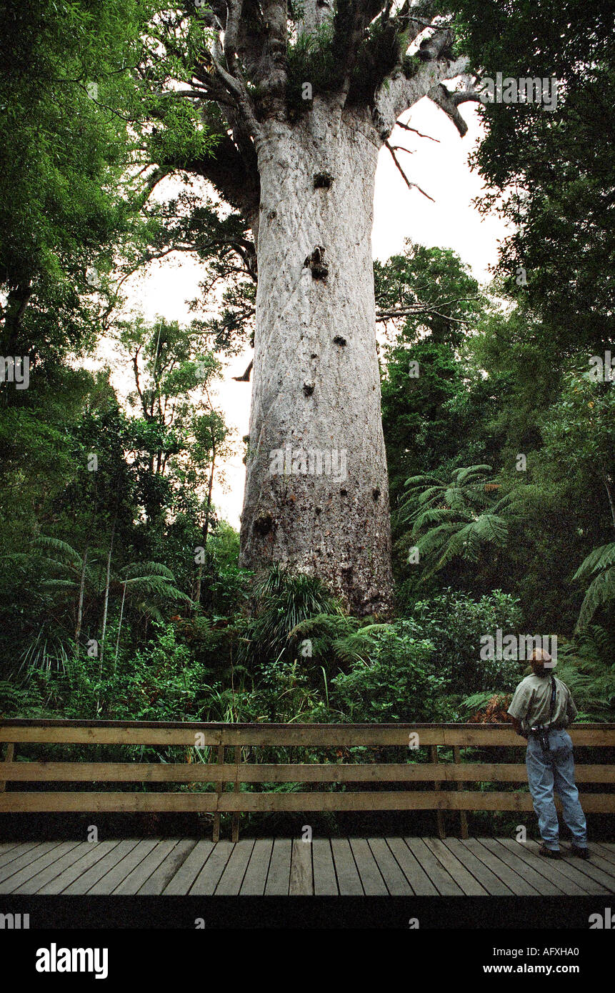 Tane Mahuta or father of the forest the largest kauri tree in New ...
