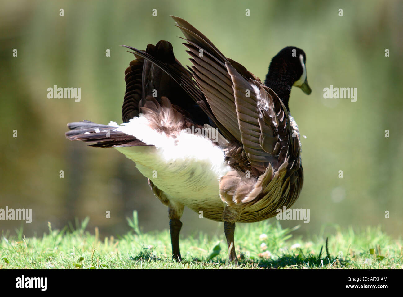 canadian goose cleaning itself in the sun Stock Photo - Alamy