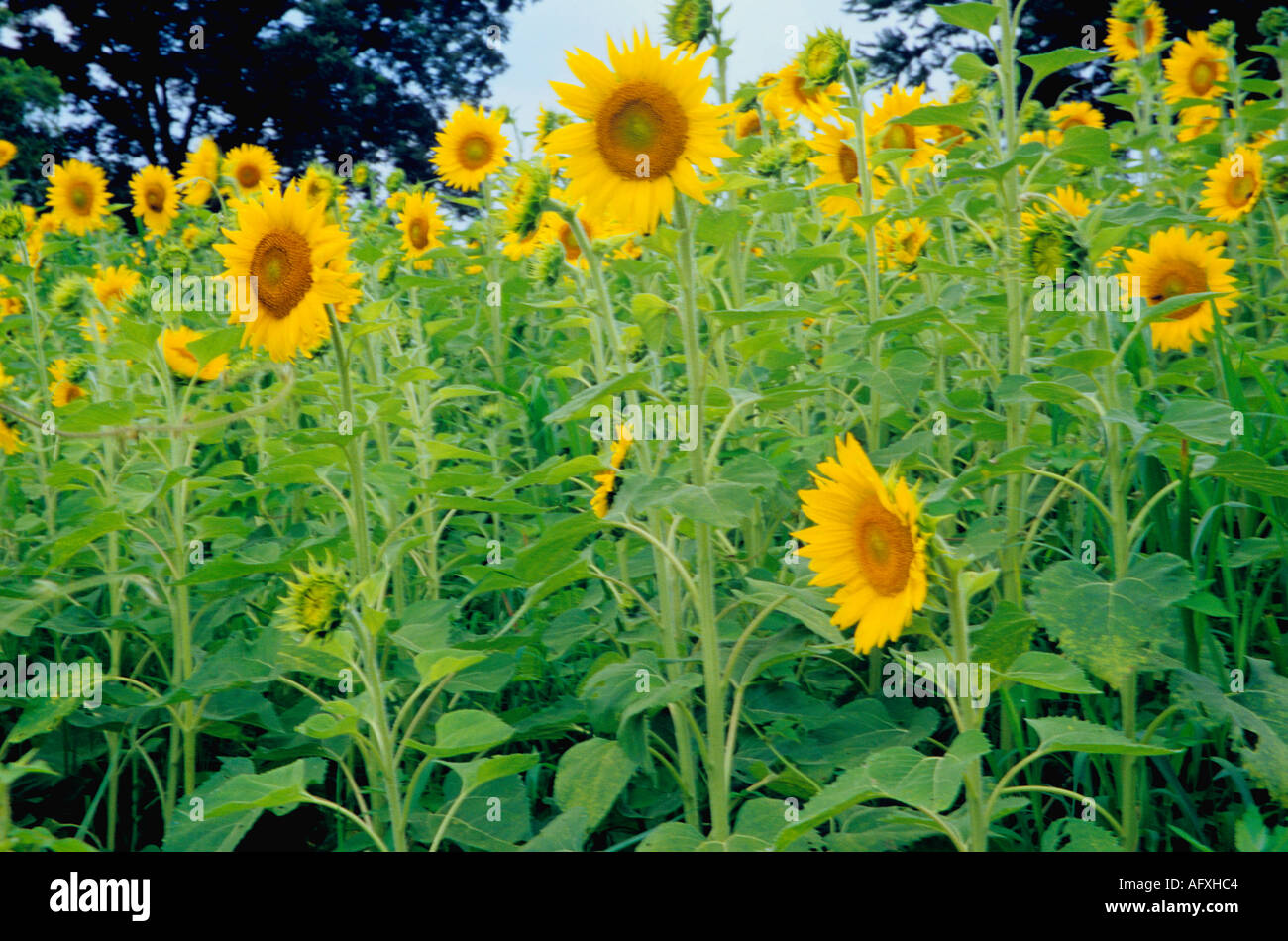Stages of flowering life hi-res stock photography and images - Alamy