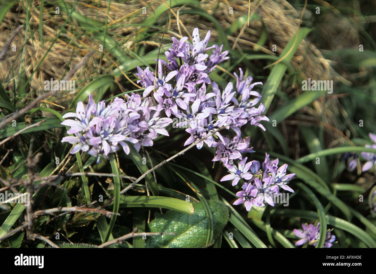 Spring squill scilla verna wales hi-res stock photography and images ...