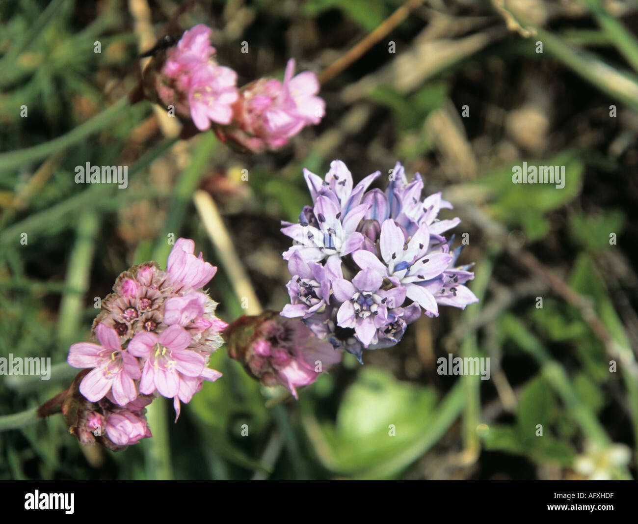 NORTH WALES UK May Spring Squill Scilla verna and Thrift Armeria ...