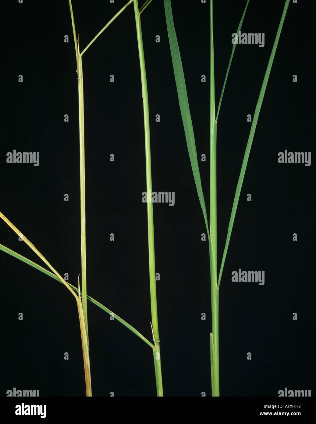 Bakanae disease Gibberella fujikuroi compare internode length on ...