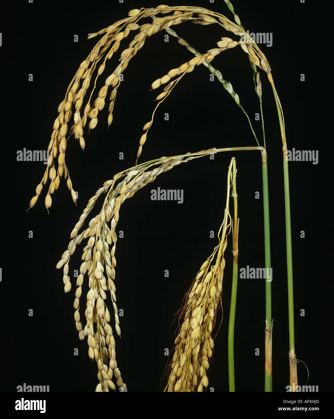Rice Crop High Resolution Stock Photography and Images - Alamy