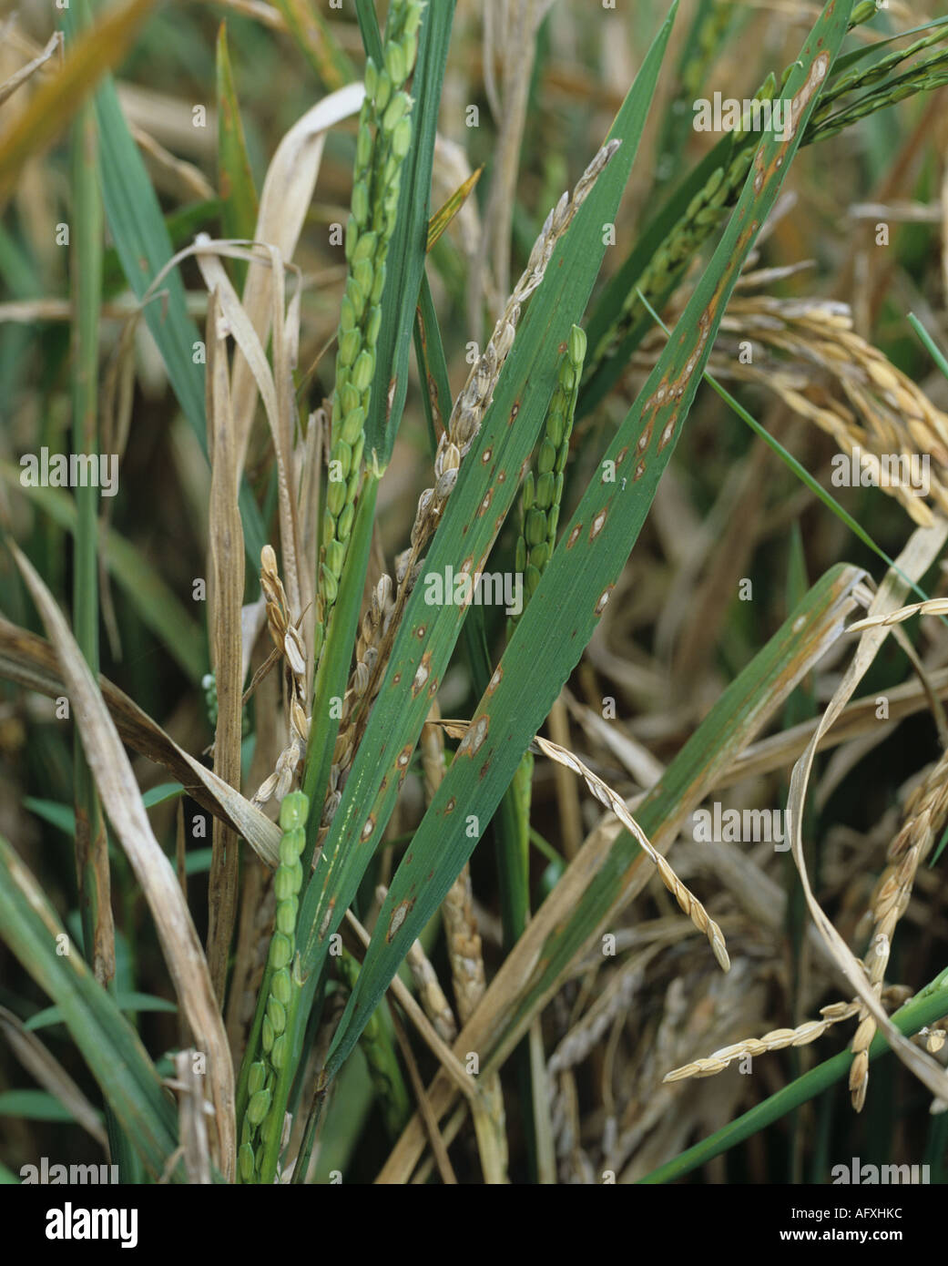 (pyricularia oryzae) hi-res stock photography and images - Alamy