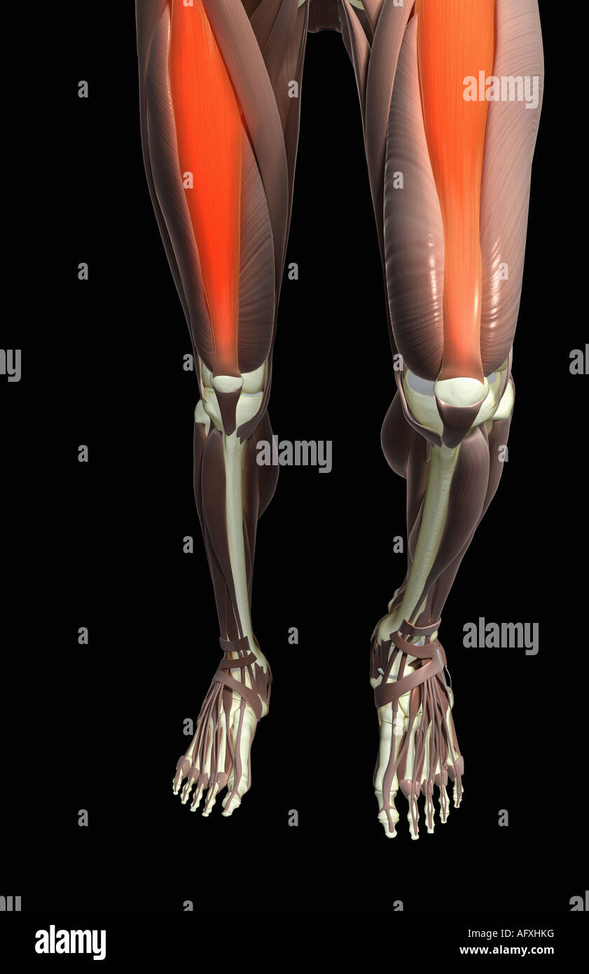 Thigh flexion hi-res stock photography and images - Alamy