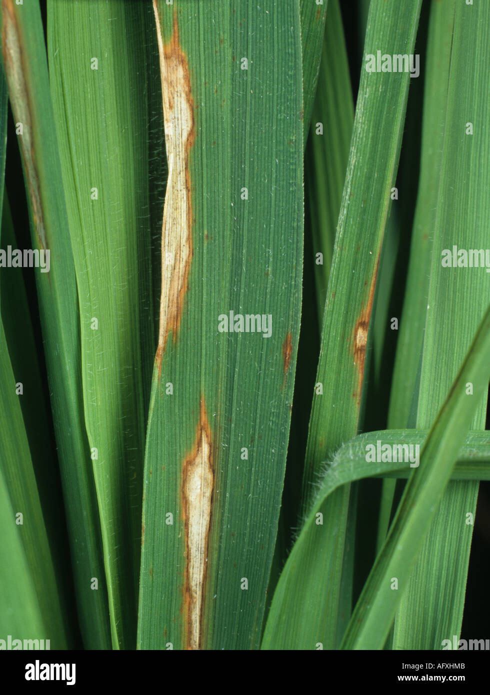 Rice leaf blast disease hi-res stock photography and images - Alamy