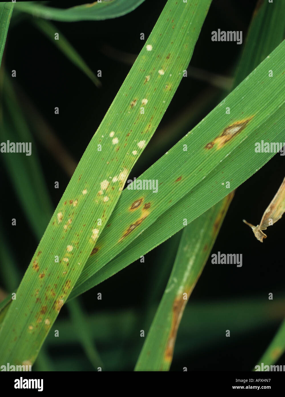 Pyricularia Oryzae Stock Photos & Pyricularia Oryzae Stock Images - Alamy