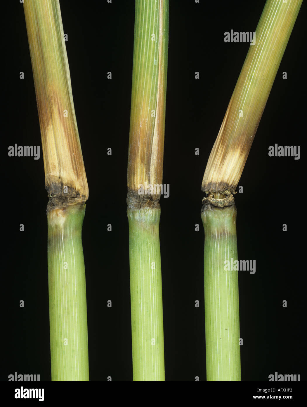 Rice blast (Magnaporthe grisea) infected nodes on rice plants Stock ...