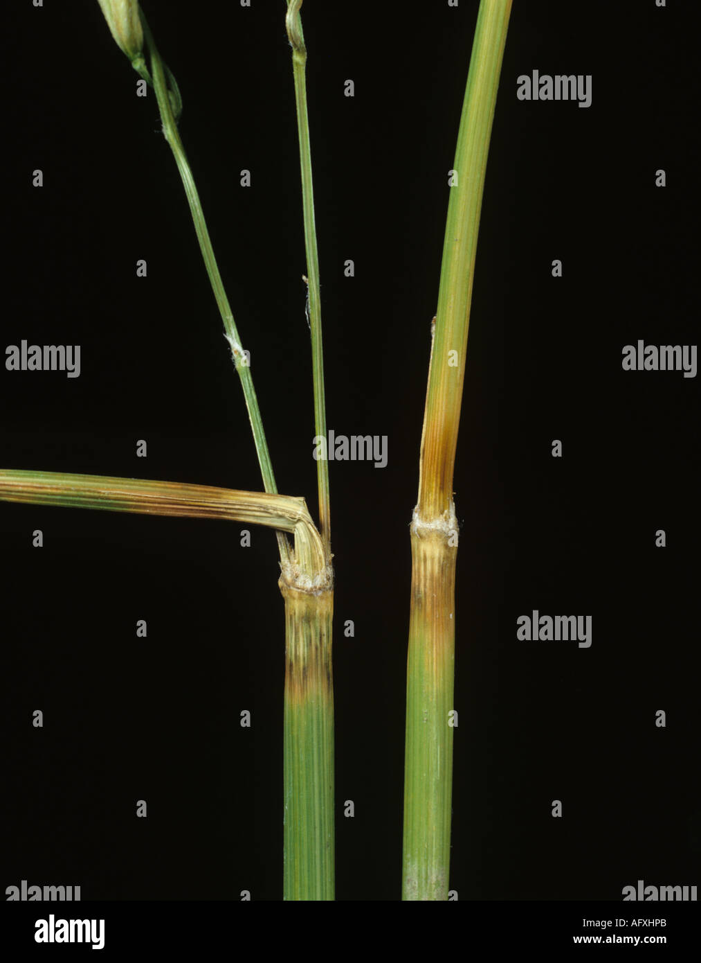 Rice node neck blast Pyricularia grisea node and neck blast on rice ...