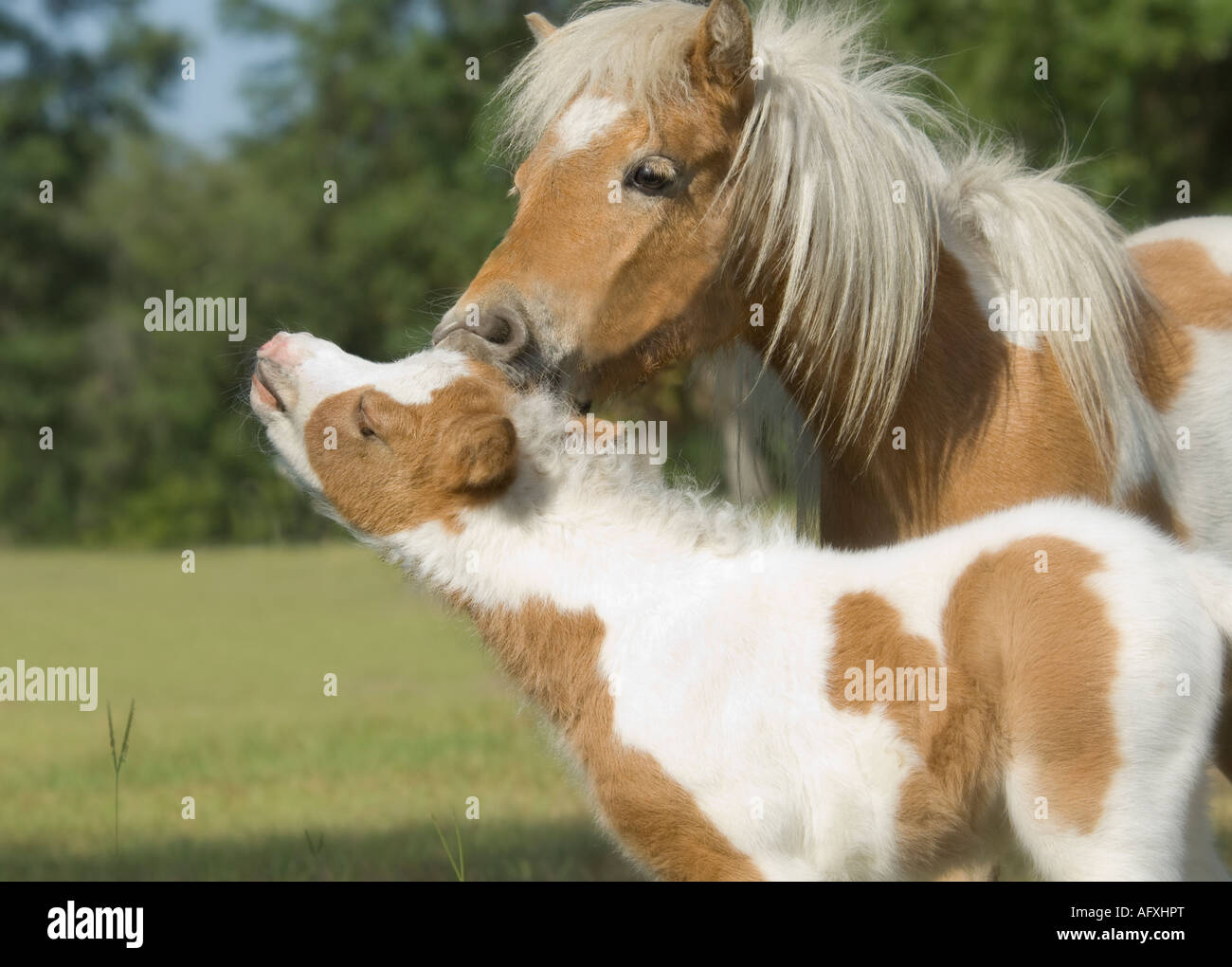 Miniature horses hi-res stock photography and images - Alamy